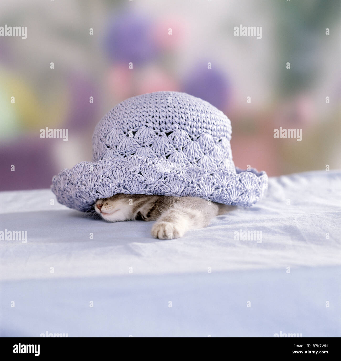 Britsh Shorthair cat - kitten under hat Stock Photo - Alamy