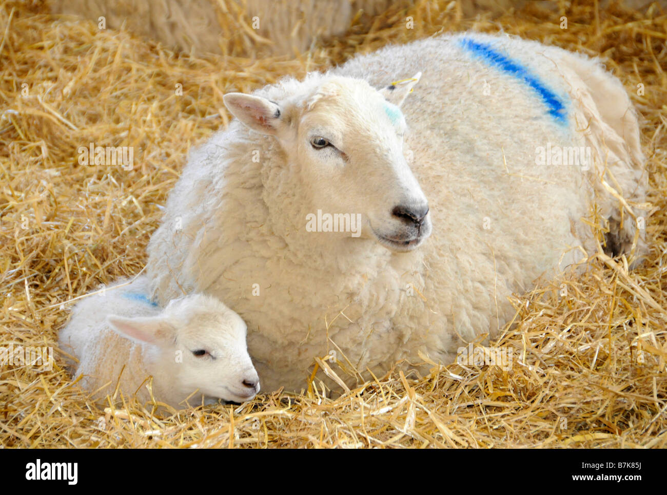 Child and lamb uk hi-res stock photography and images - Alamy