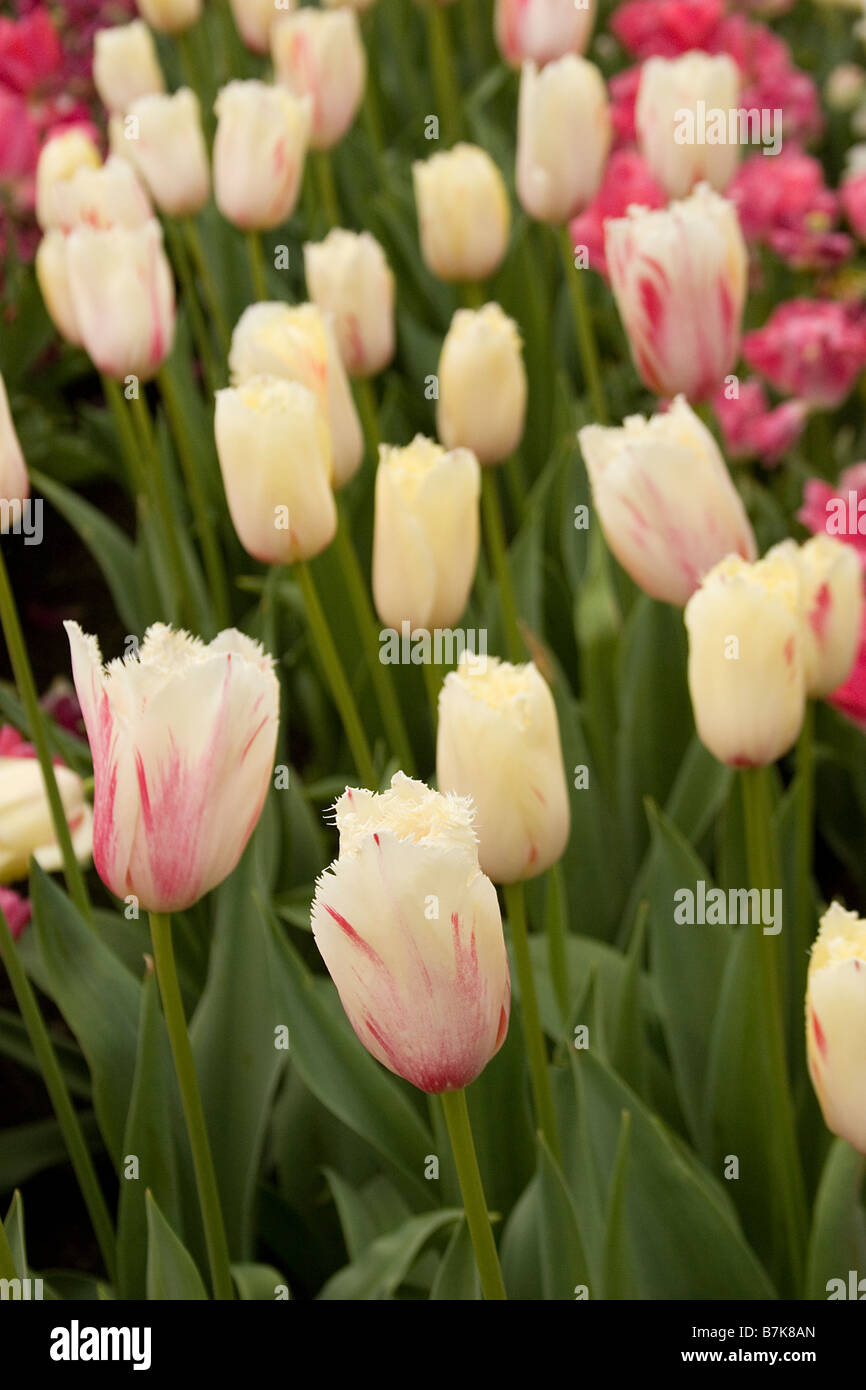 Vibrant image tulip fields hi-res stock photography and images - Alamy