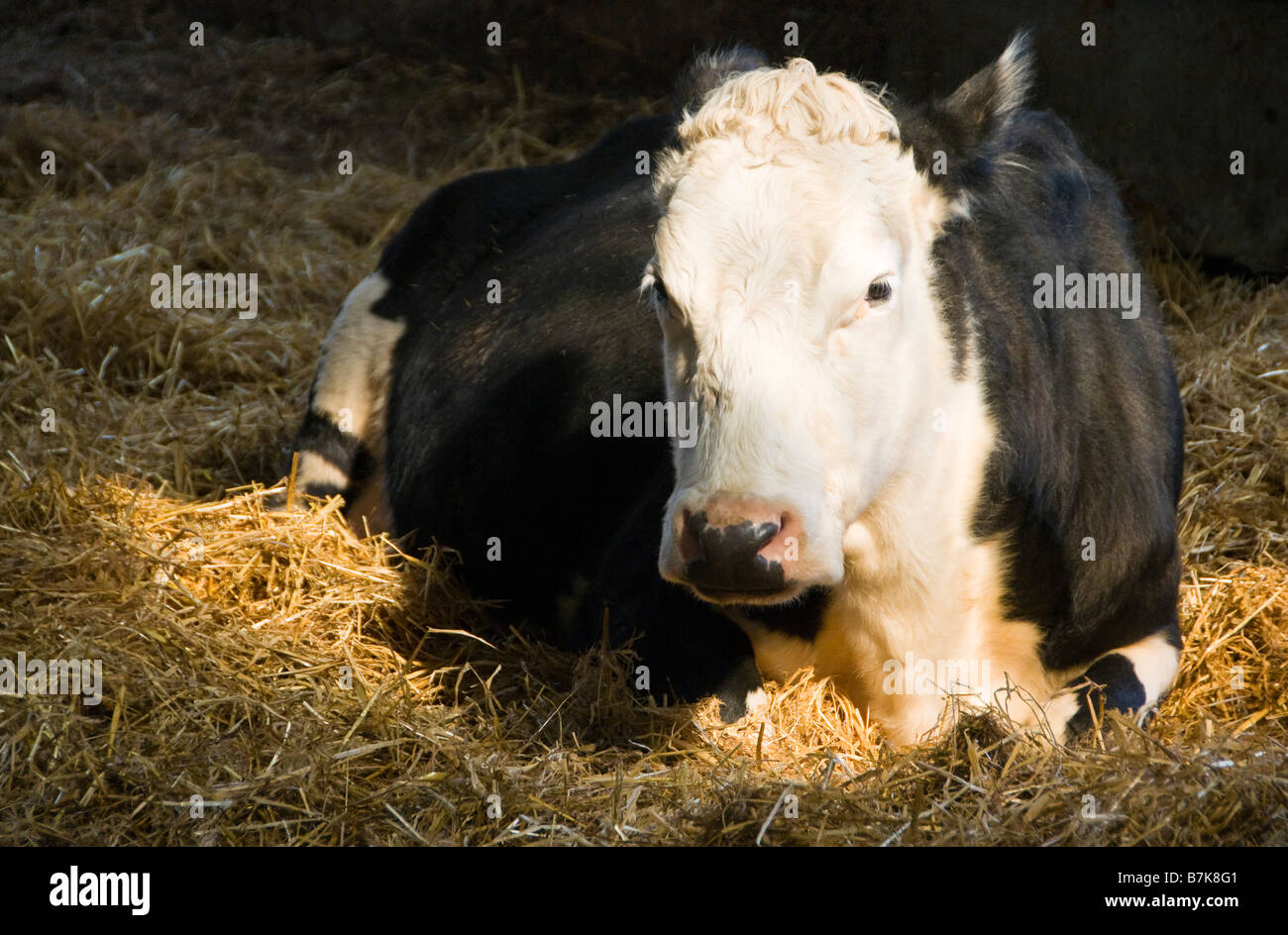 Resting cow hi-res stock photography and images - Alamy