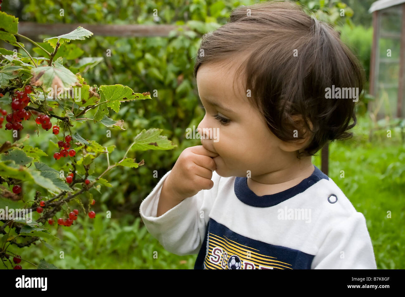 Toddler eating and picking fresh red berries from a wild berry tree ...