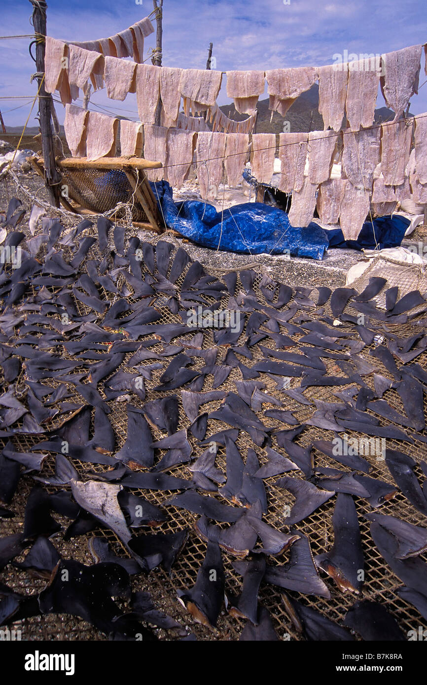 Shark fin drying hi-res stock photography and images - Alamy