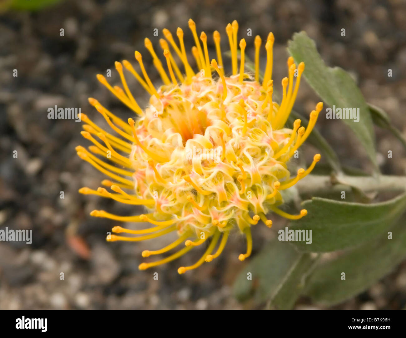 Orange pincushion hi-res stock photography and images - Alamy