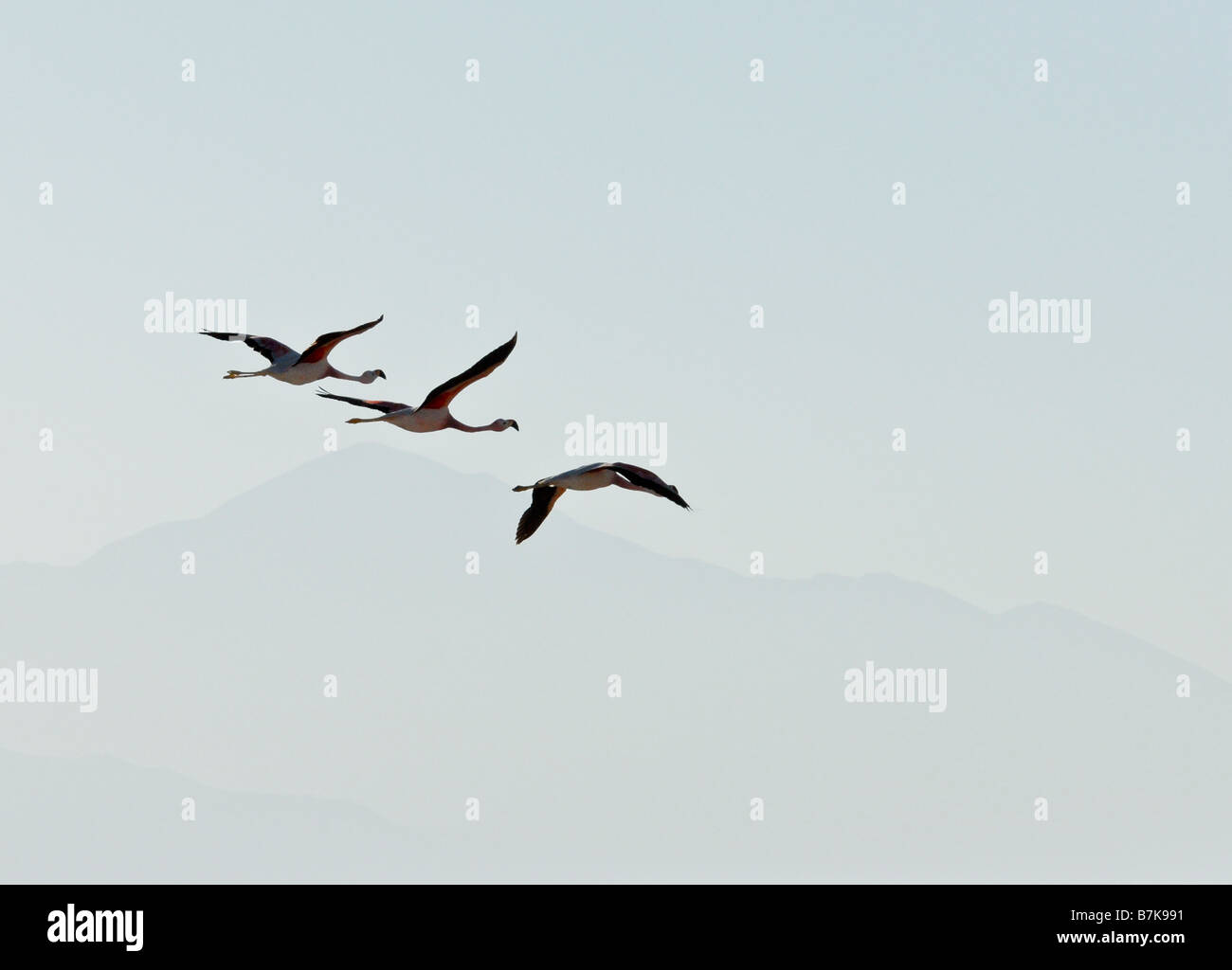 The Andean Flamingo (Phoenicopterus andinus) is a bird species in the ...