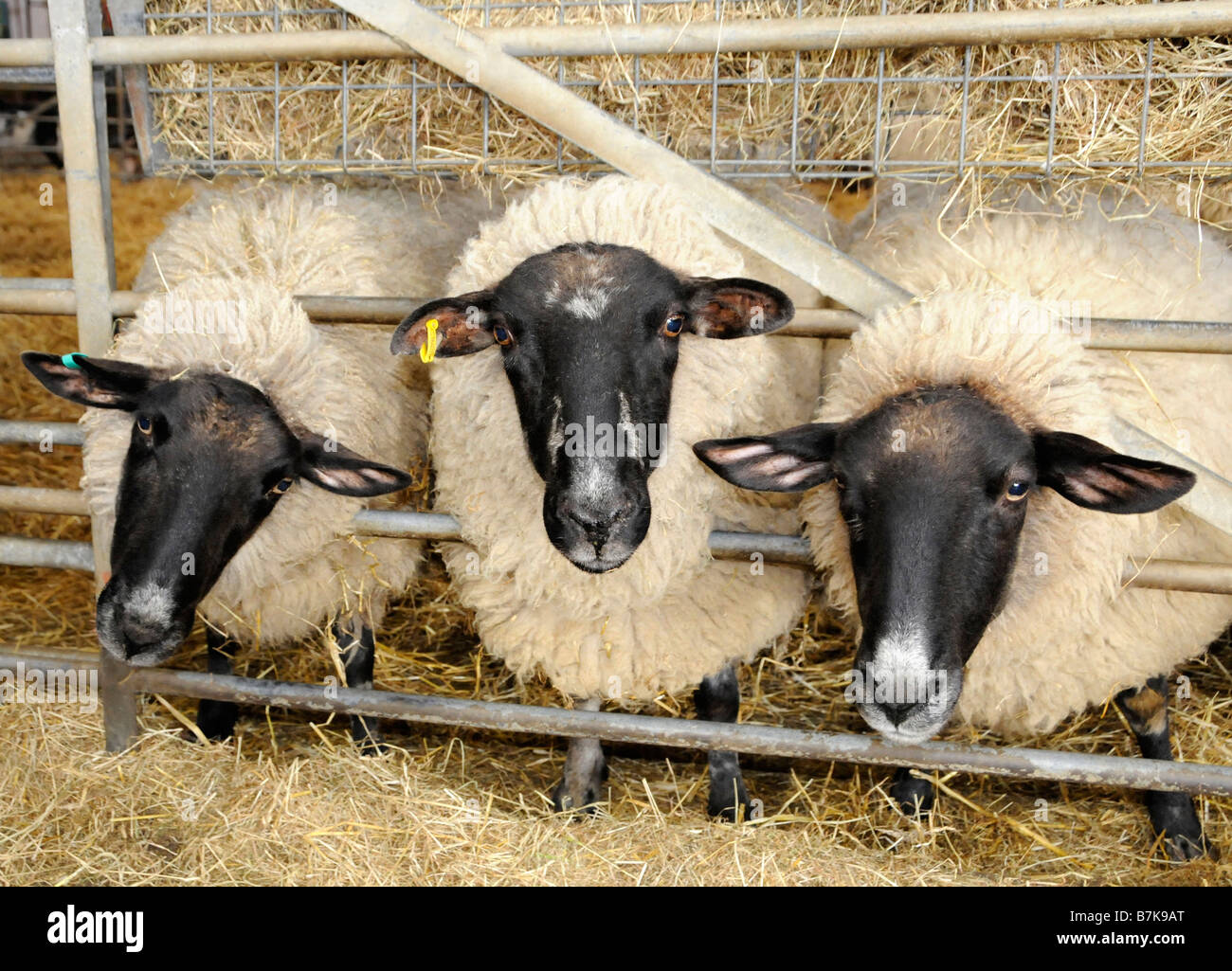 Farm barn sheep uk hi-res stock photography and images - Alamy