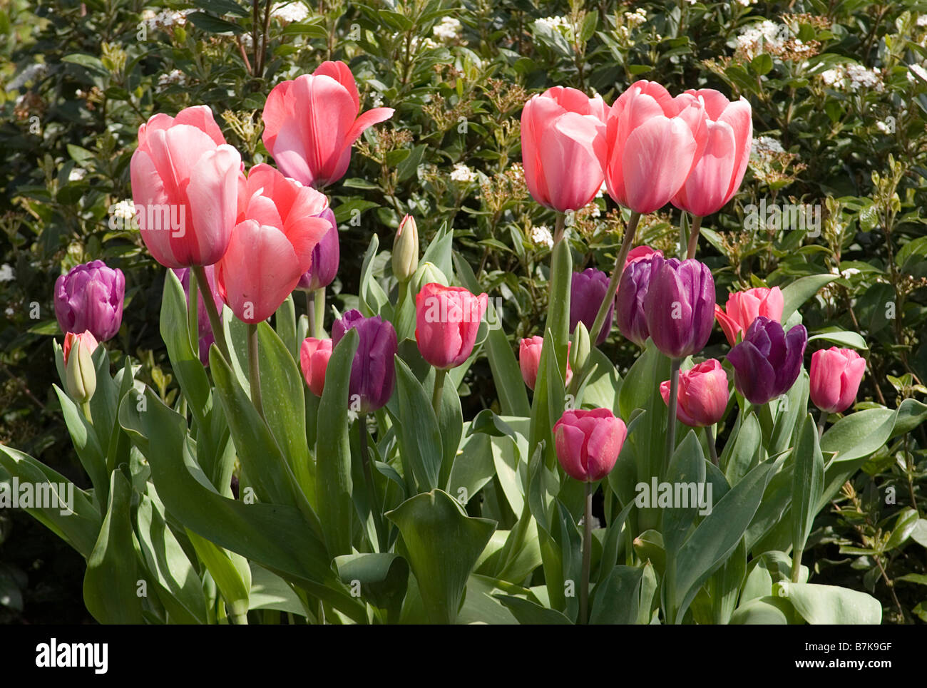 Tulip - Assorted Stock Photo - Alamy