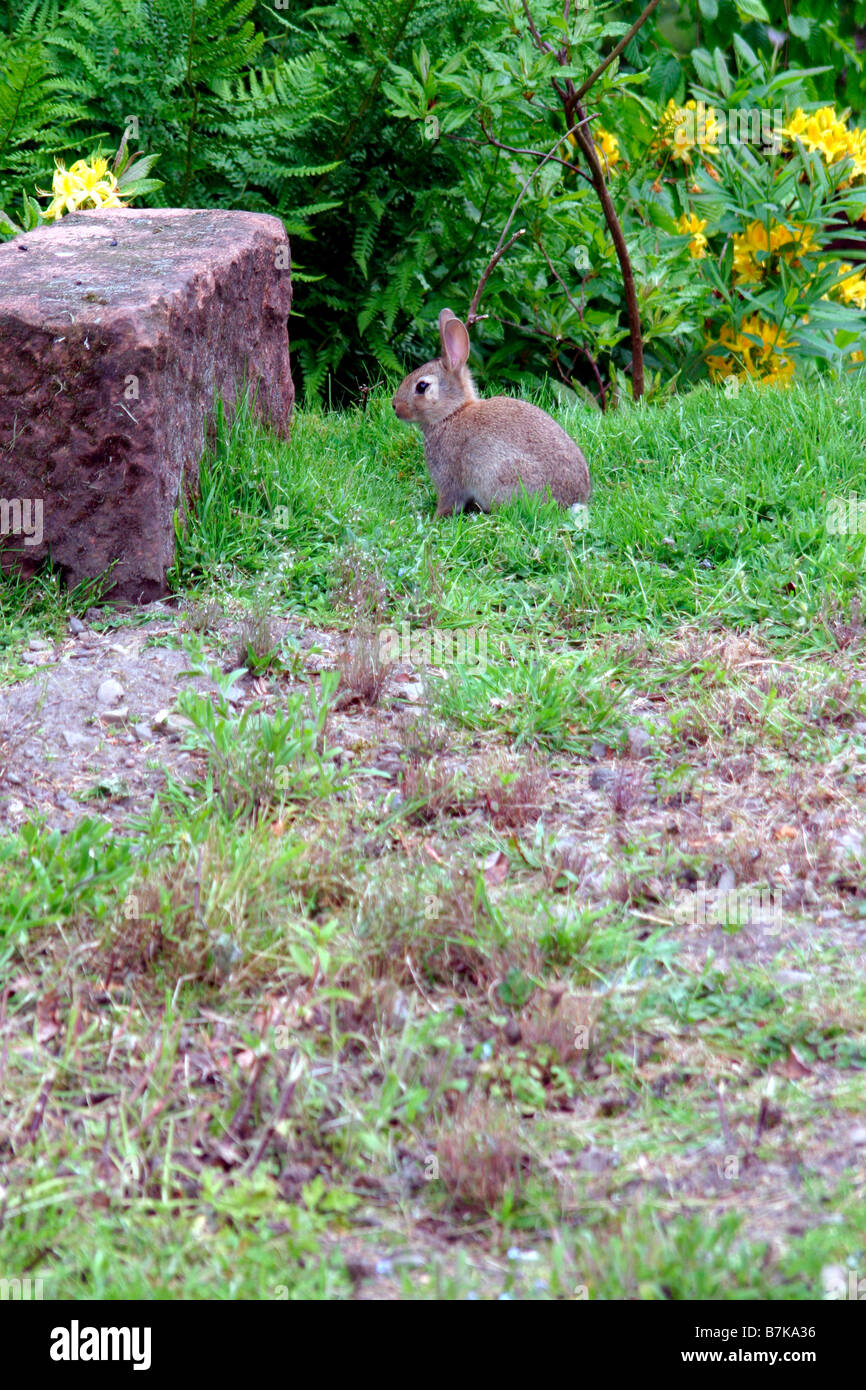 Rabbit in a garden Stock Photo - Alamy