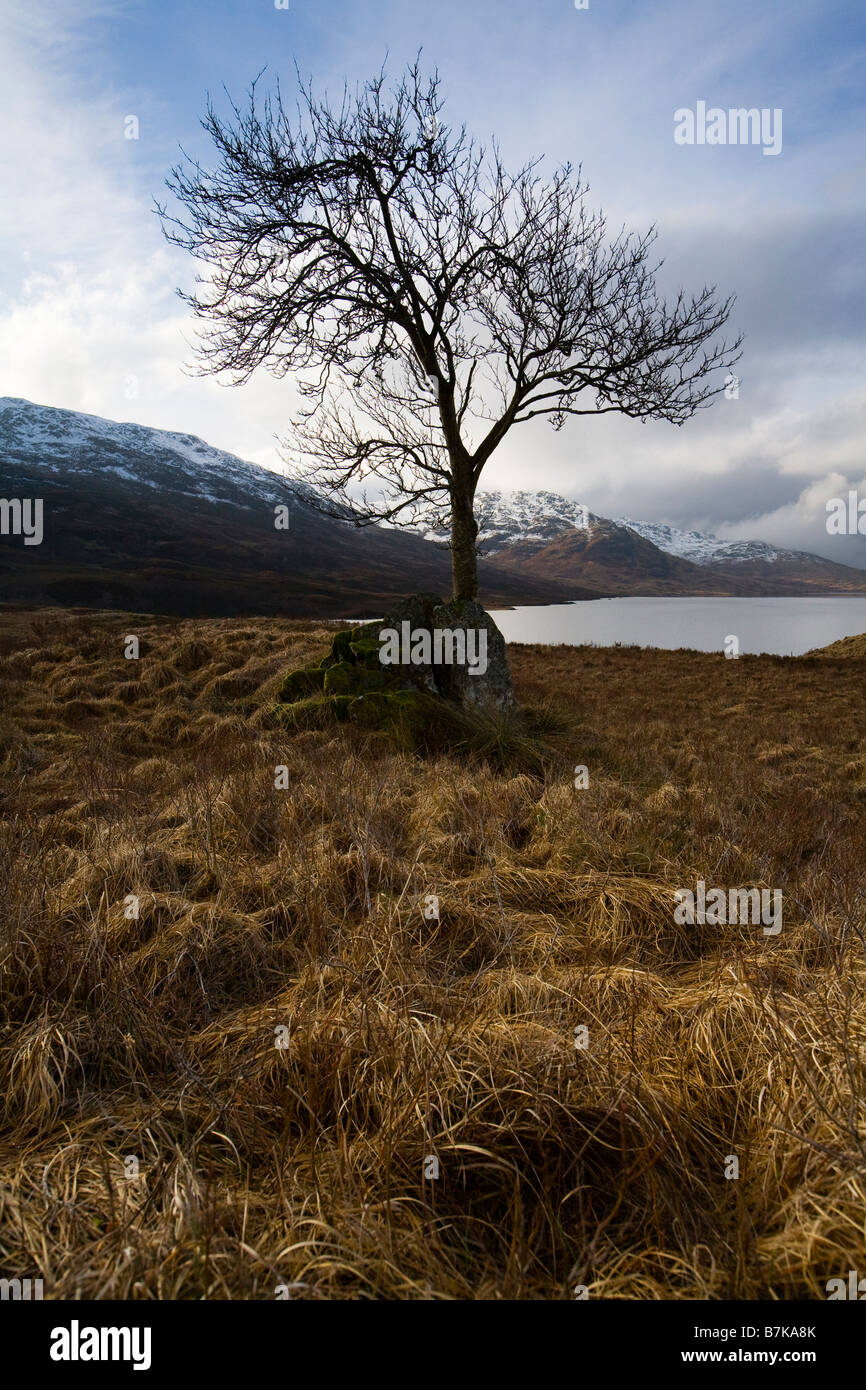 A leafless tree at the end of Loch Arklet Stock Photo - Alamy