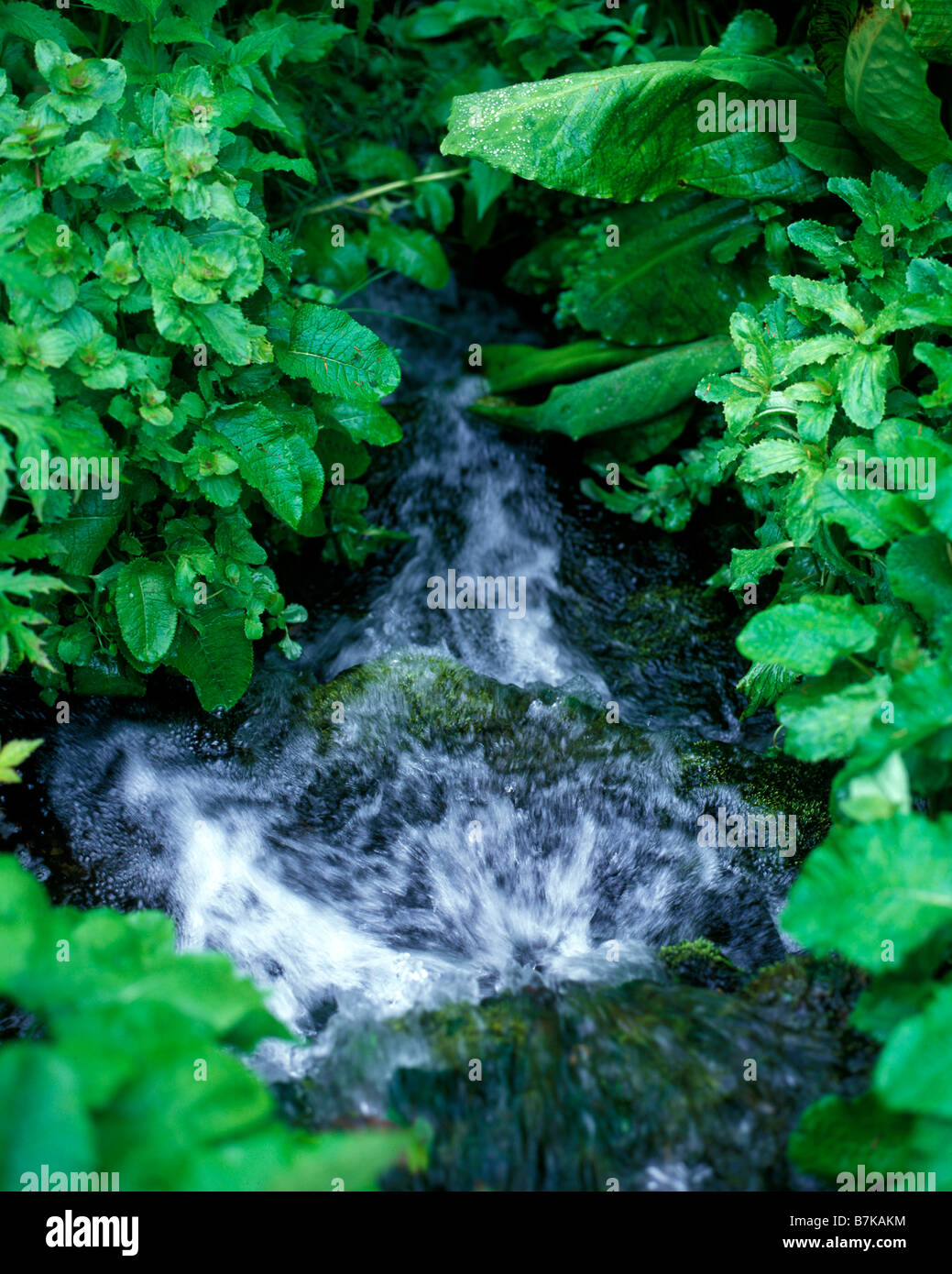WATERFALL WITH LUSH PLANTING Stock Photo - Alamy