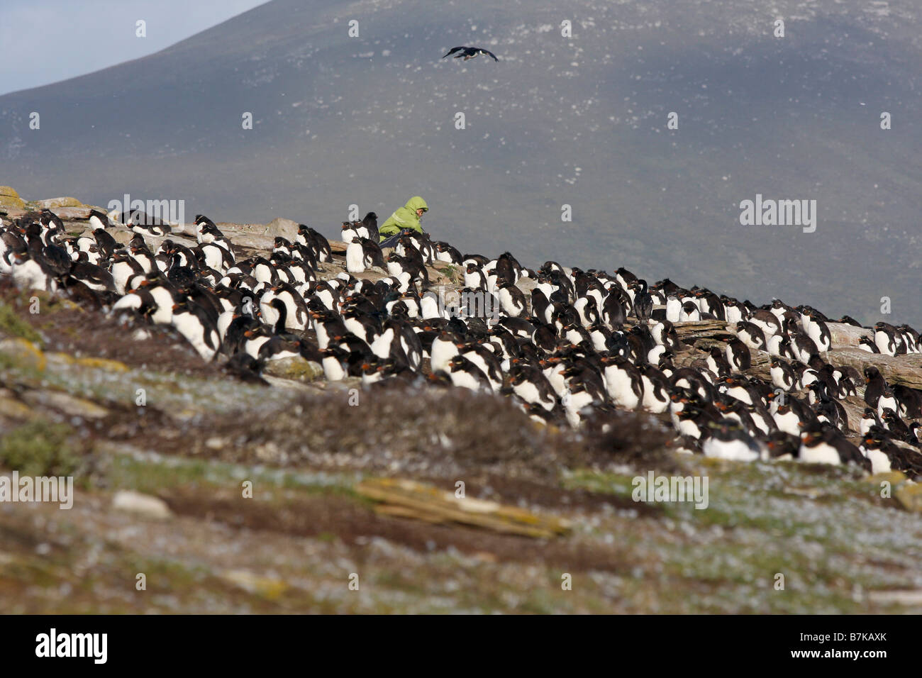 Rock hopper penguin and Shag breeding colony on Saunders Island ...