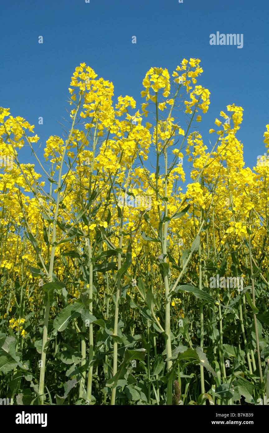 Flower of rape Stock Photo - Alamy