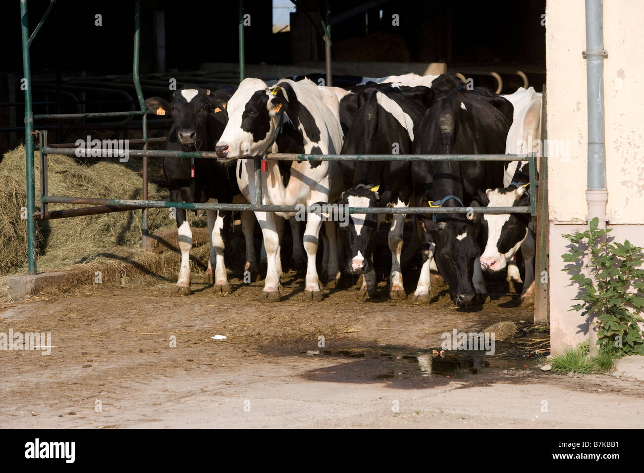 Milker hi-res stock photography and images - Alamy