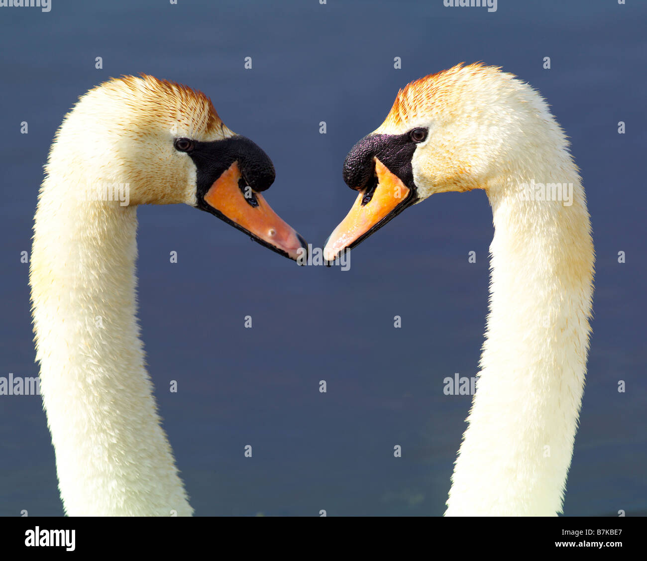 two swans making heart shape on the stodmarsh nature reserve kent Stock ...