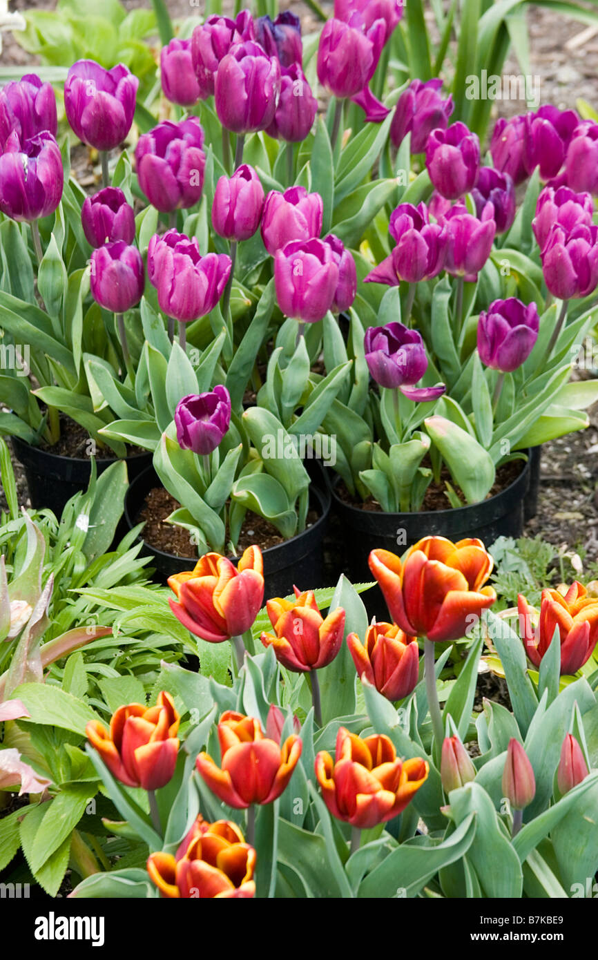 Vibrant image tulip fields hi-res stock photography and images - Alamy