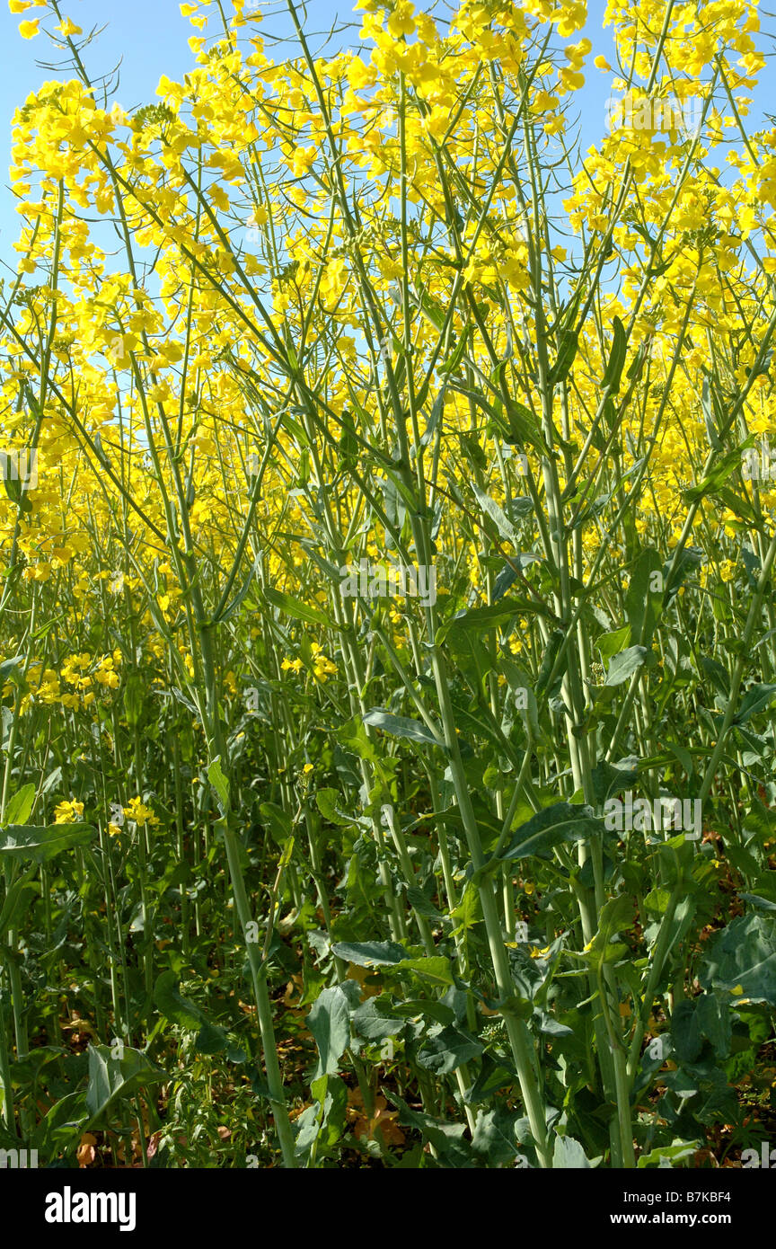 Flower of rape Stock Photo - Alamy