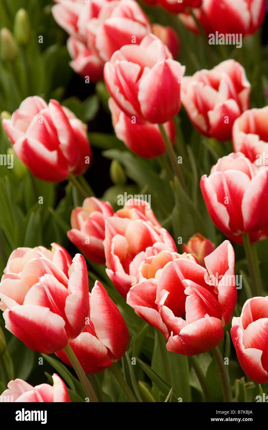 Tulip - Ballade Stock Photo - Alamy