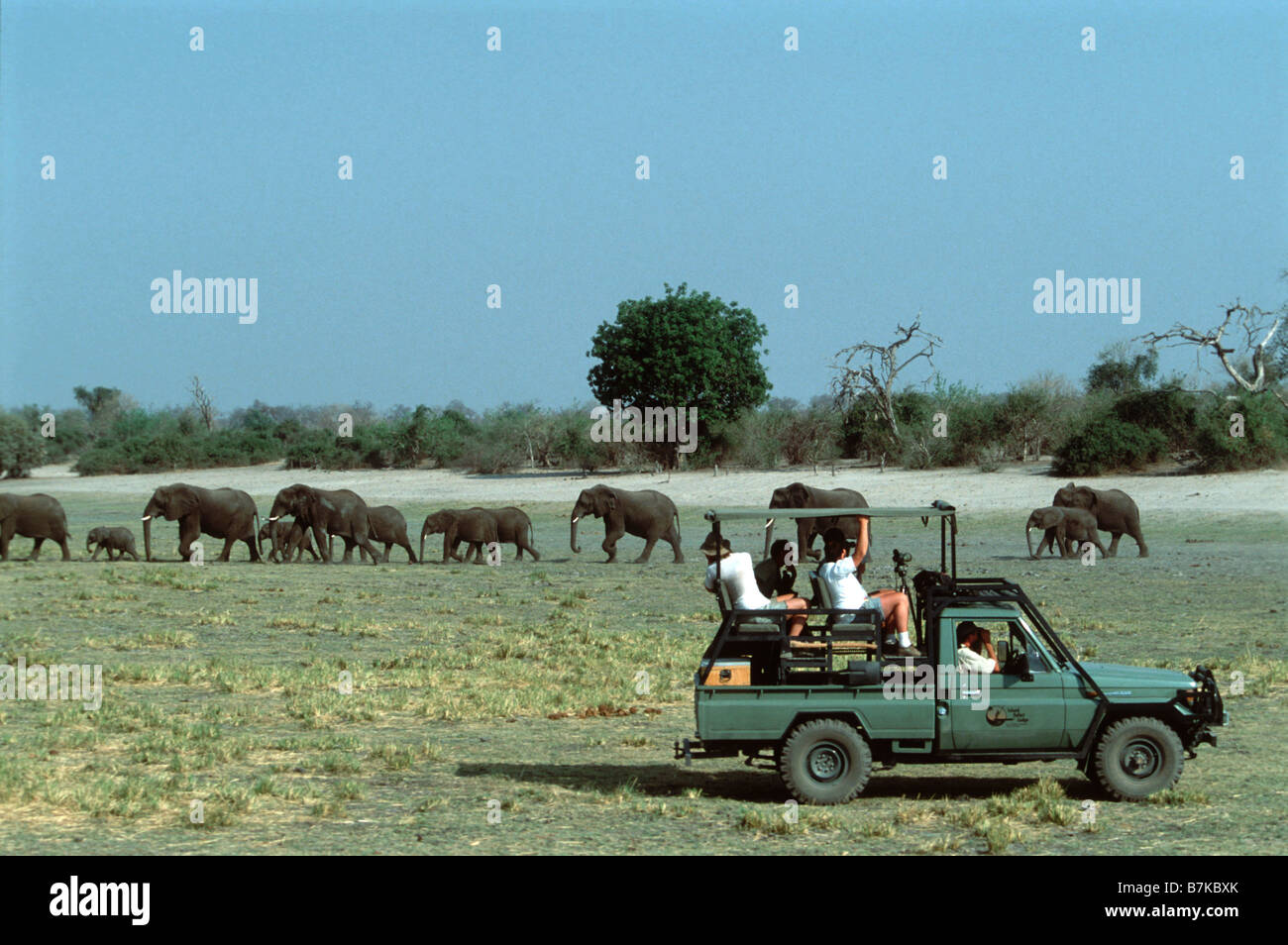 Safari guide watching an elephant hi-res stock photography and images ...
