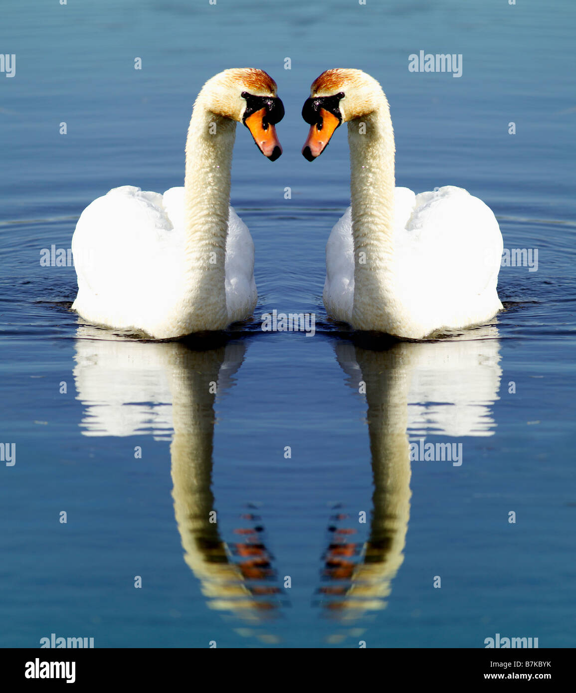 swan making heart shape on the stodmarsh nature reserve kent Stock ...