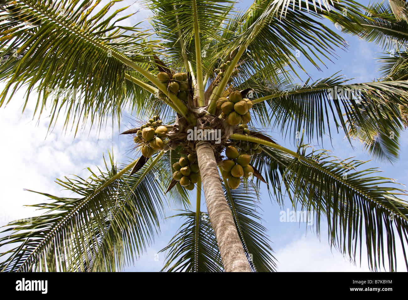 coconuts growing on a tropical palm tree Stock Photo - Alamy