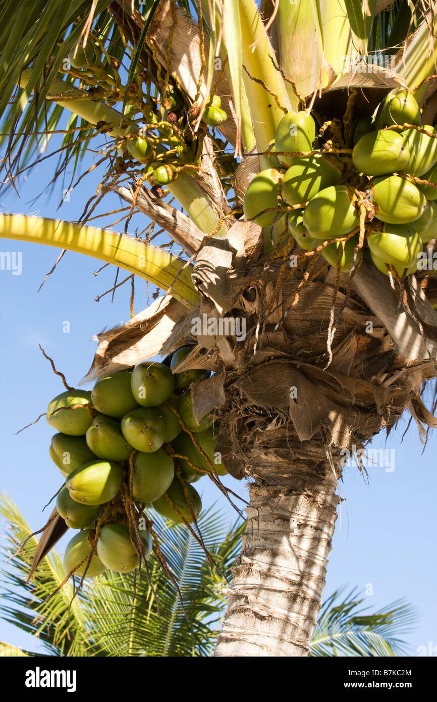 cluster of green coconuts growing on tree Stock Photo - Alamy