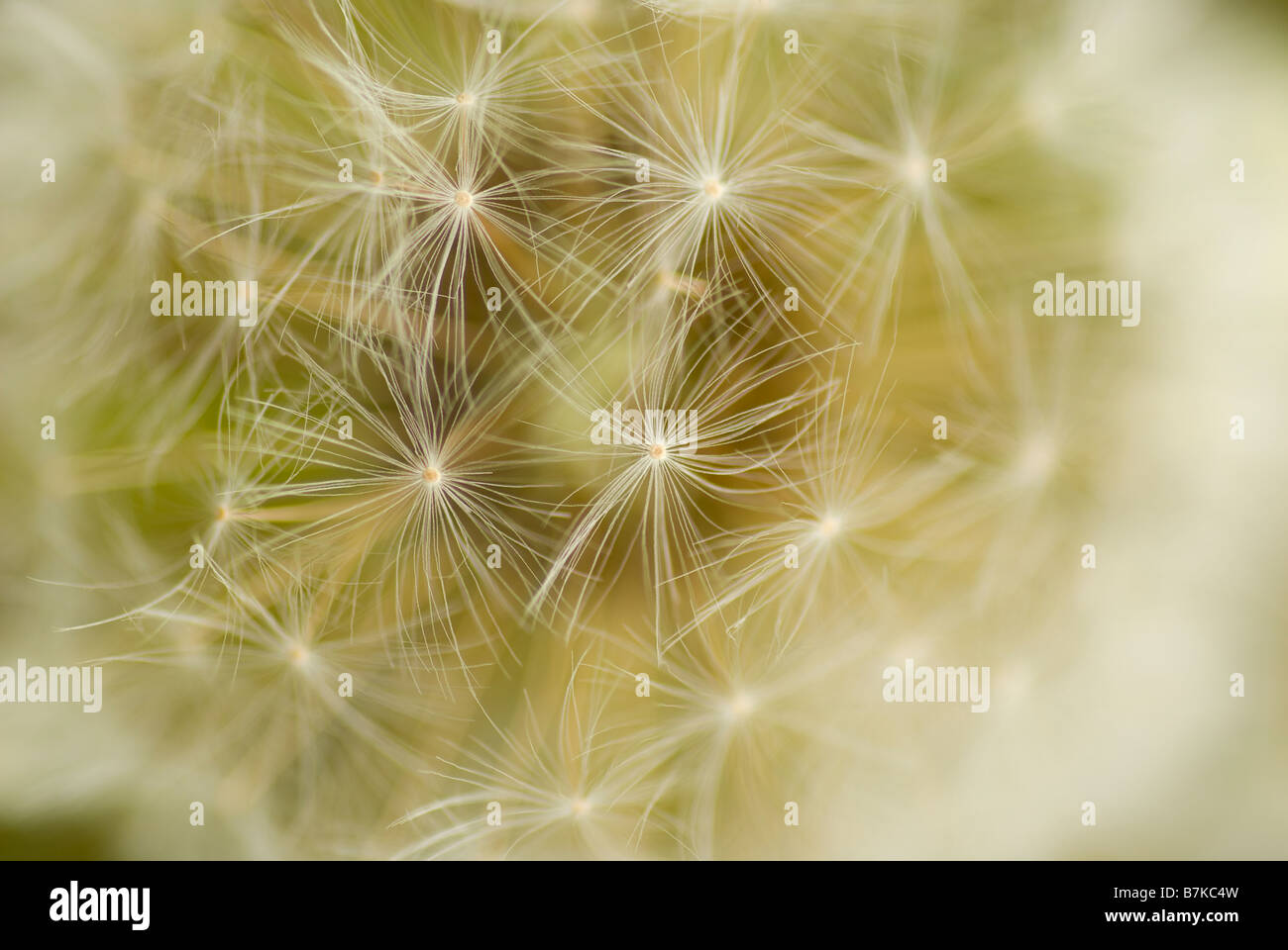 Dandelion seed pods hi-res stock photography and images - Alamy