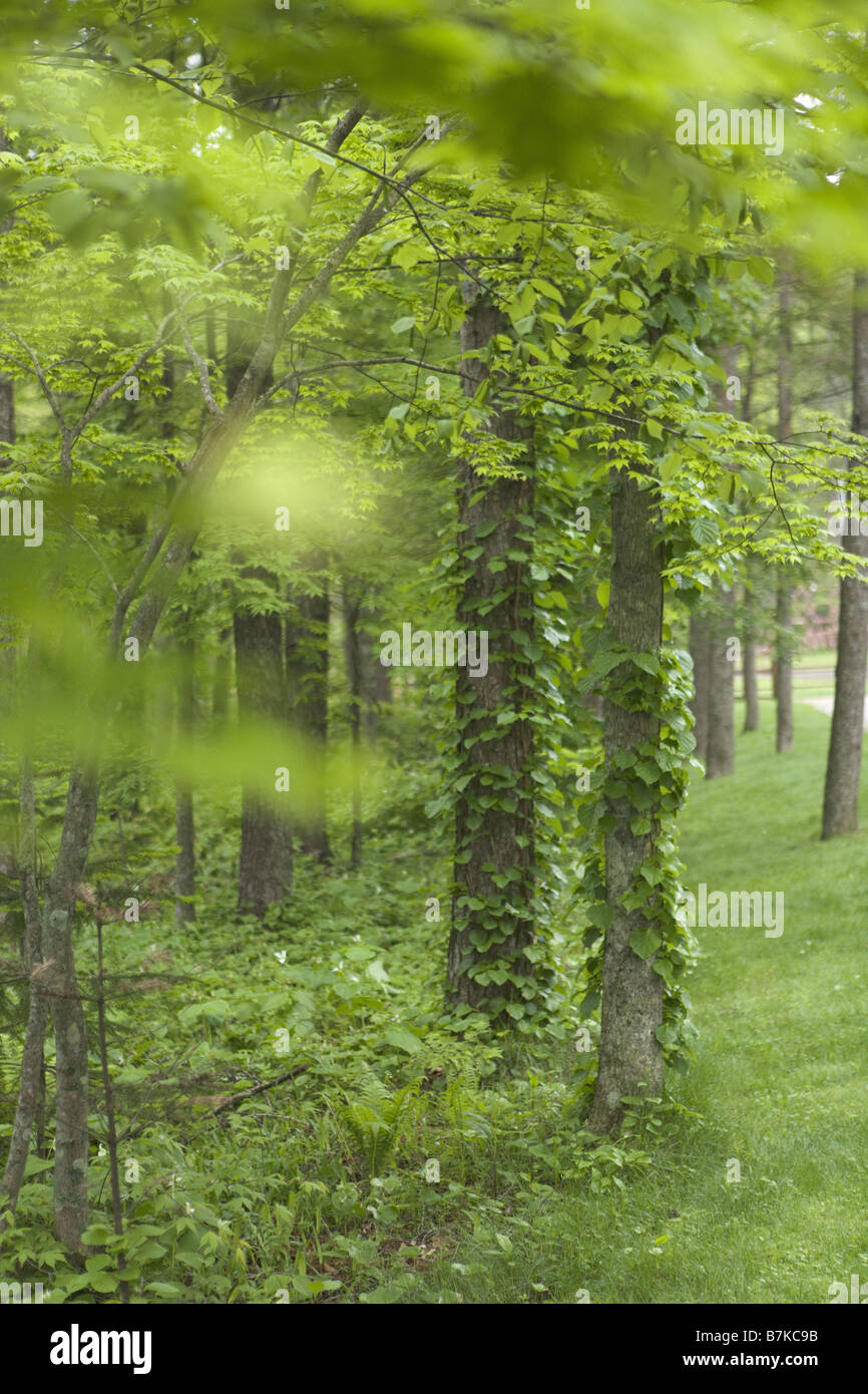 Bunch trees hi-res stock photography and images - Alamy