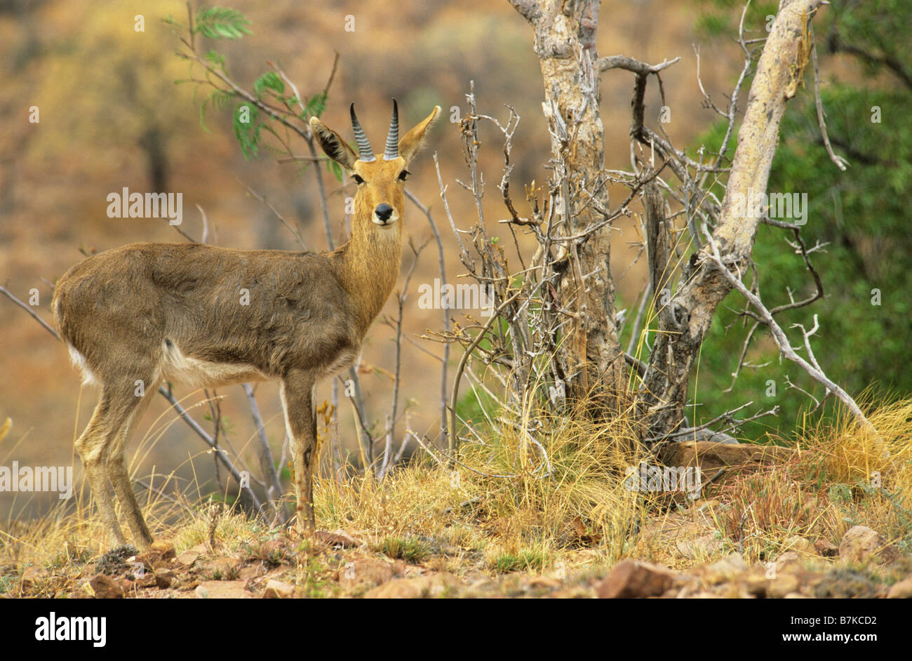 Marakele National Park, Limpopo, South Africa, adult male, Mountain ...