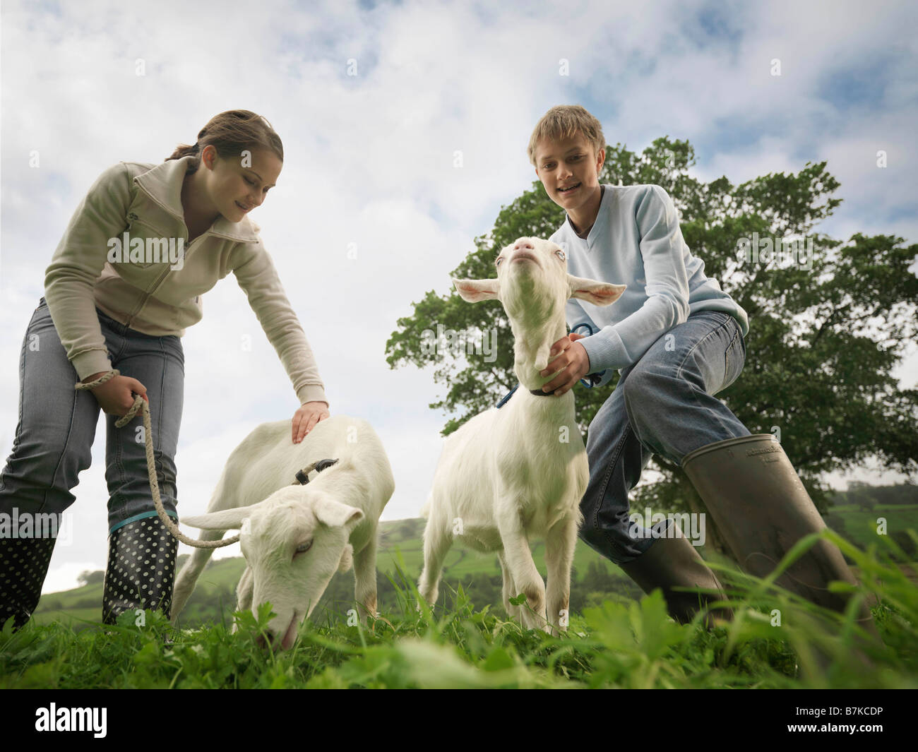 Grazing Goat High Resolution Stock Photography and Images - Alamy