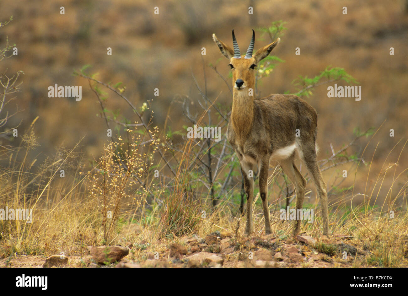 Animal, wildlife, Marakele National Park, Limpopo, South Africa, adult ...