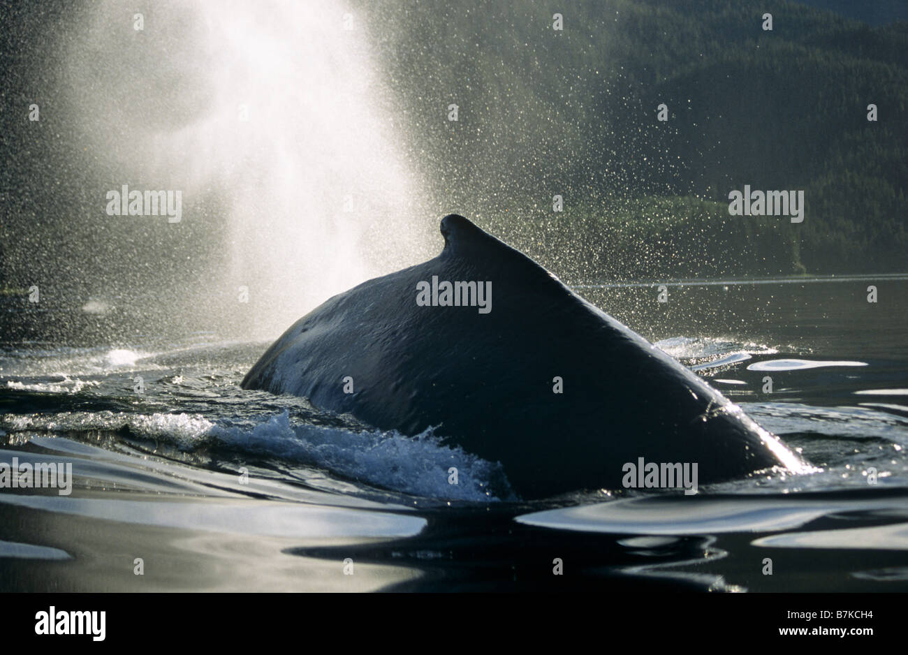 Whale blowing hi-res stock photography and images - Alamy