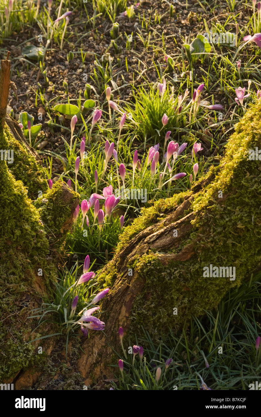 Crocuses on a spring morning Stock Photo - Alamy