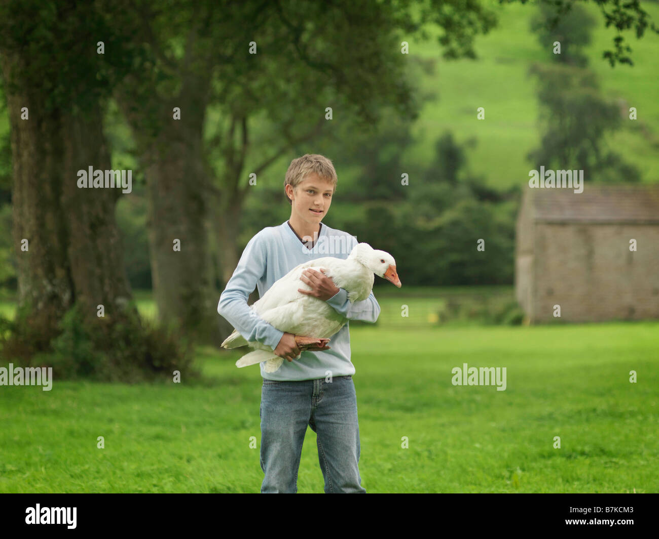 Free range goose hi-res stock photography and images - Alamy