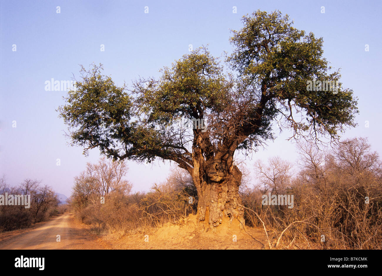 Schotia brachypetala weeping boer bean hi-res stock photography and ...