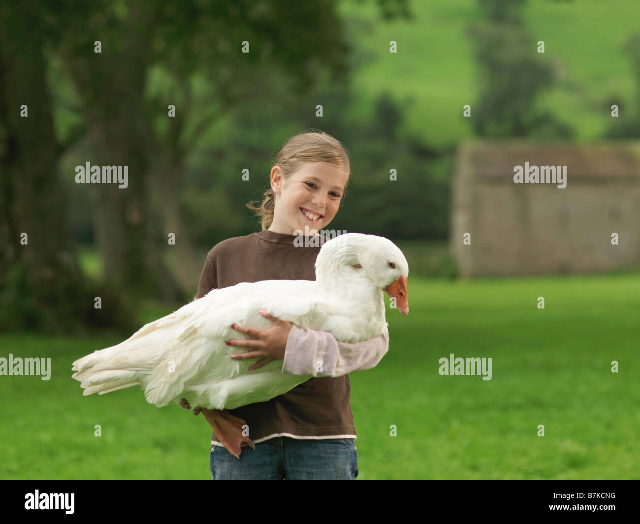 Farm Goose High Resolution Stock Photography and Images - Alamy