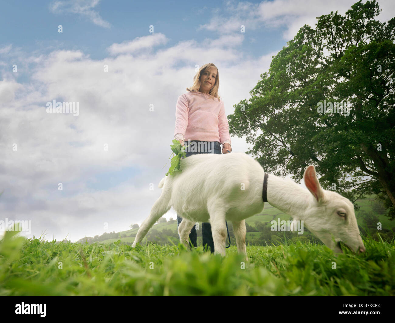 Grazing Goat High Resolution Stock Photography and Images - Alamy