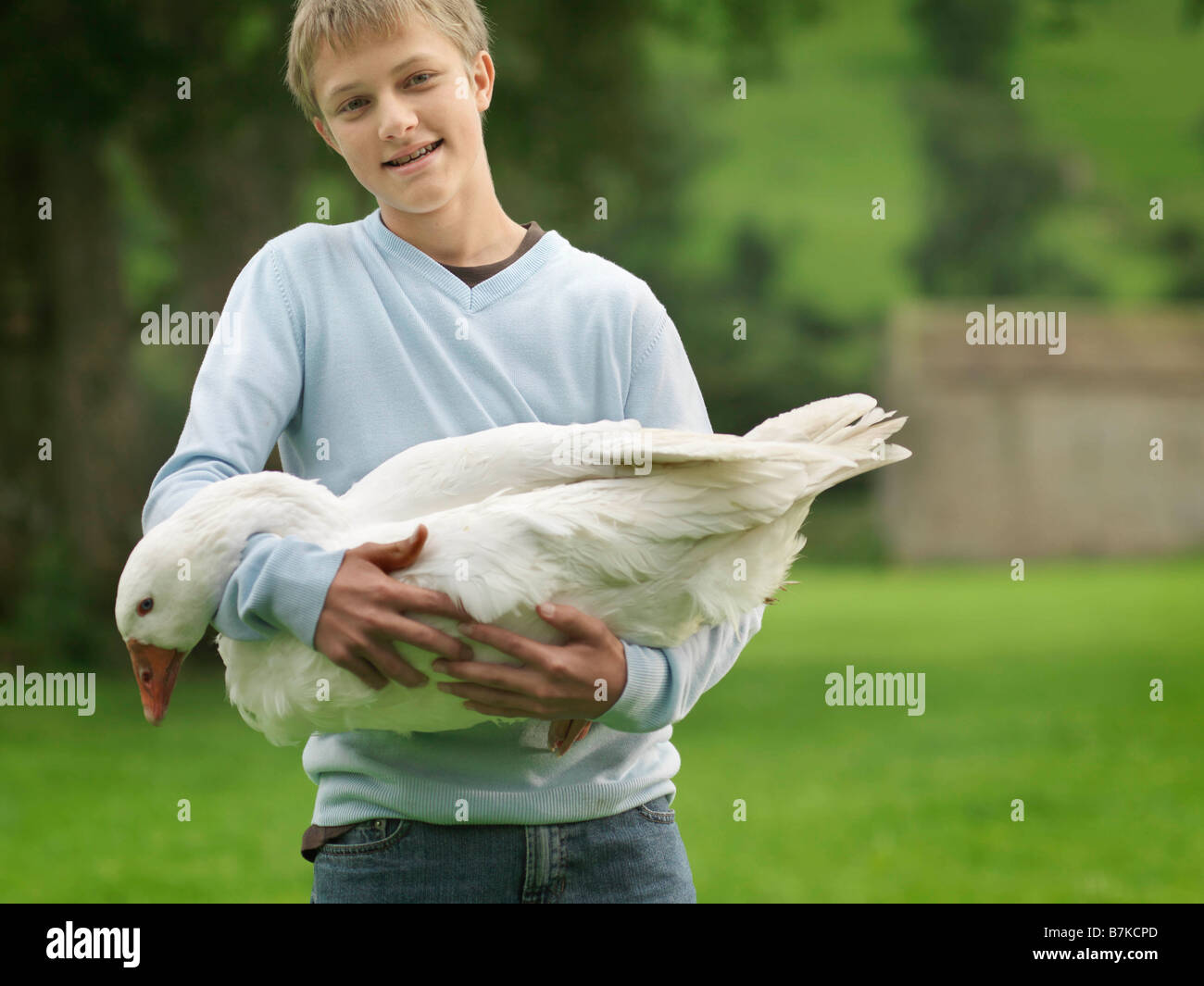 Free Range Goose High Resolution Stock Photography and Images - Alamy