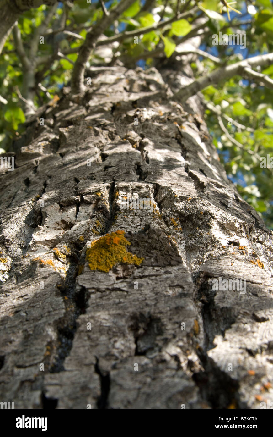 Birch tree low angle view hi-res stock photography and images - Alamy