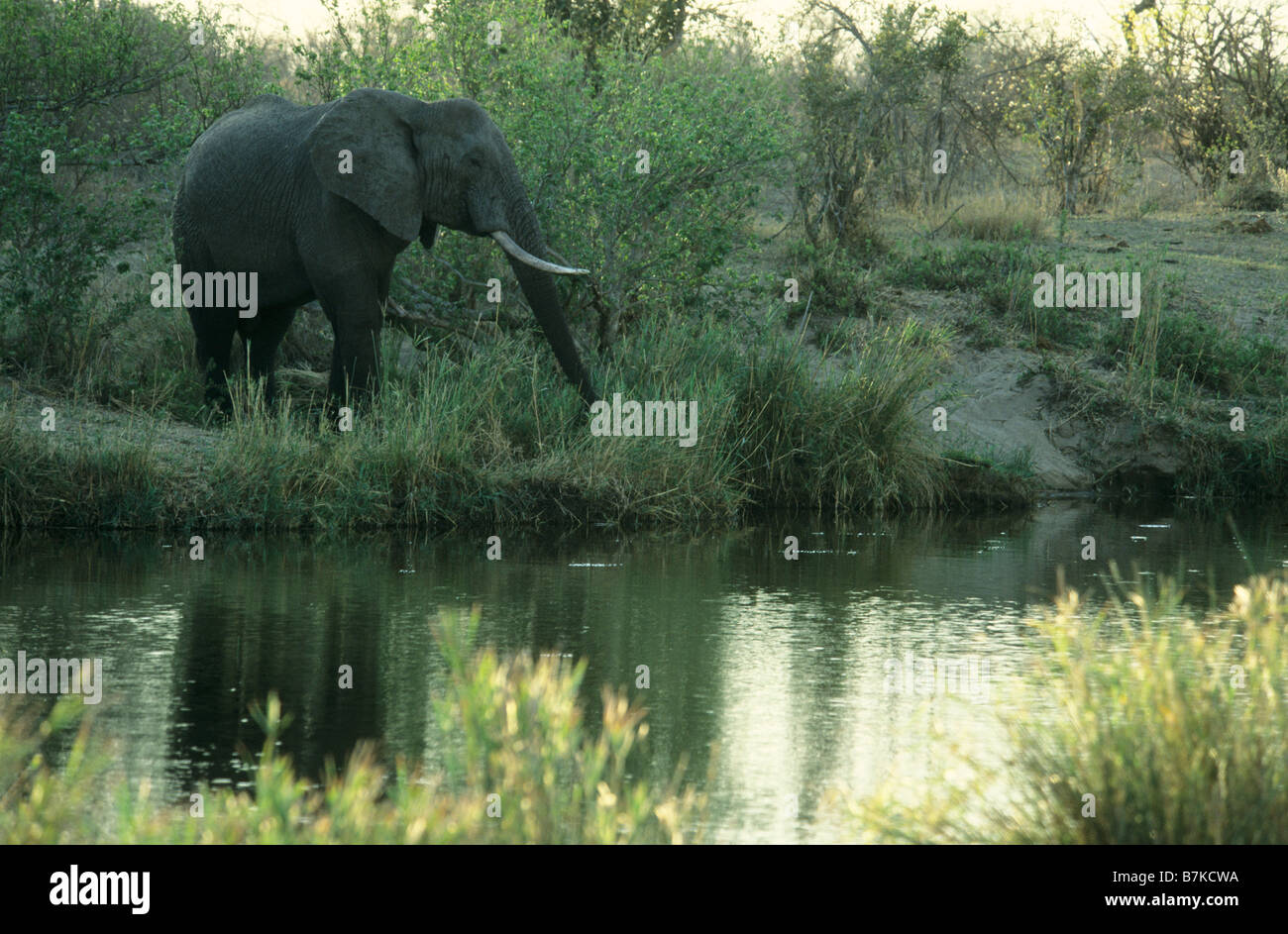 Animal, wildlife safari, Elephant, Kruger National Park, Limpopo, South ...