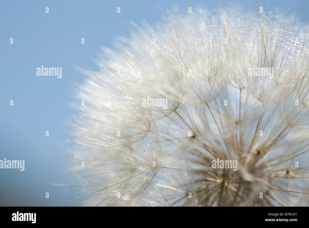 Dandelion seed pods hi-res stock photography and images - Alamy