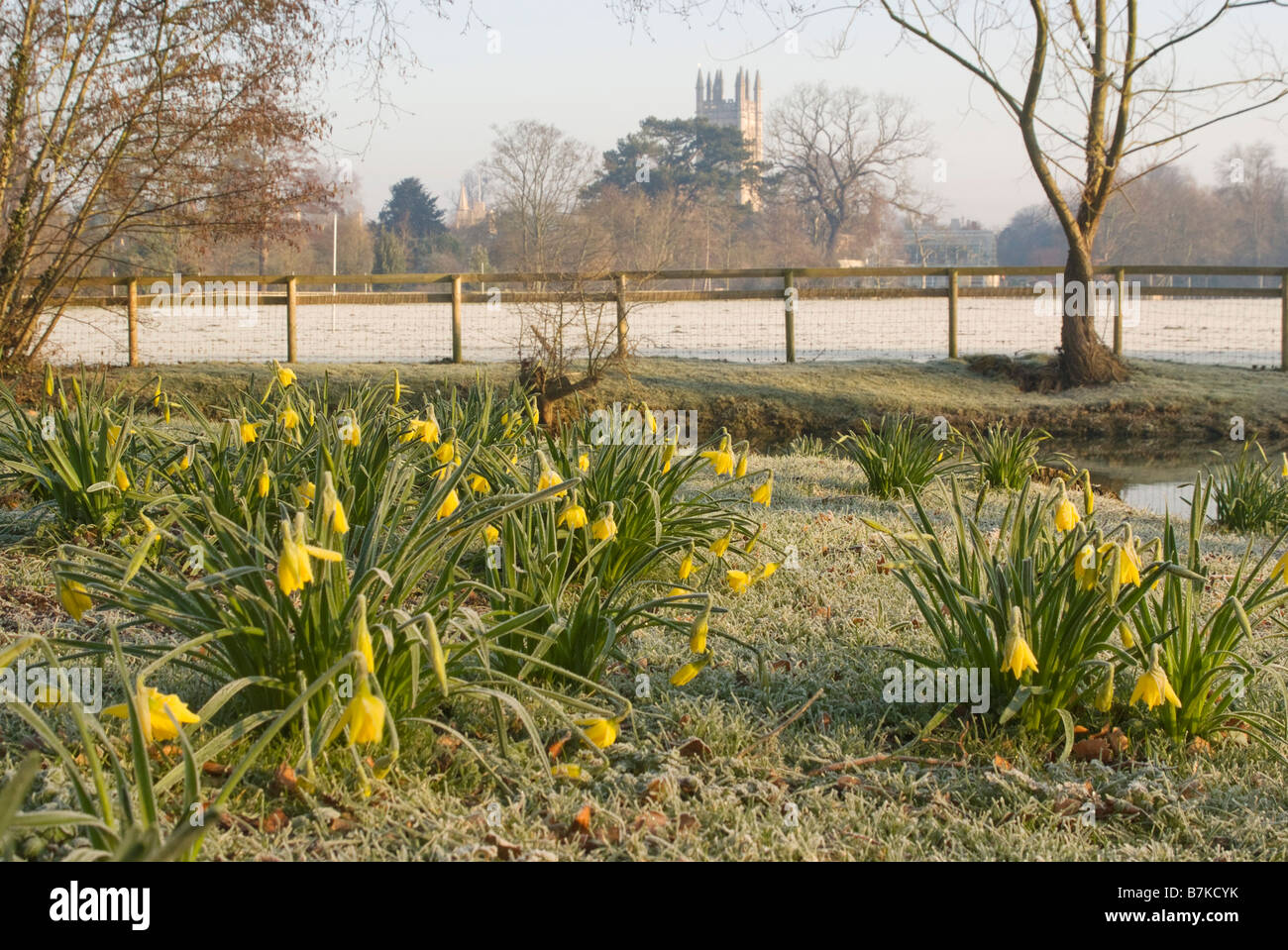Magdalen College Tower over Merton Field in winter, Oxford Stock Photo ...
