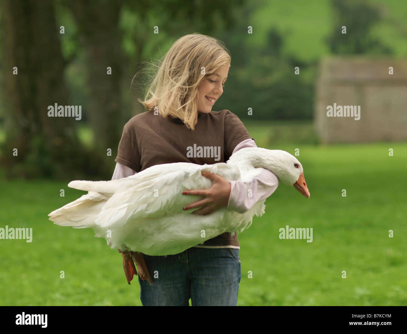 Farm Goose High Resolution Stock Photography and Images - Alamy