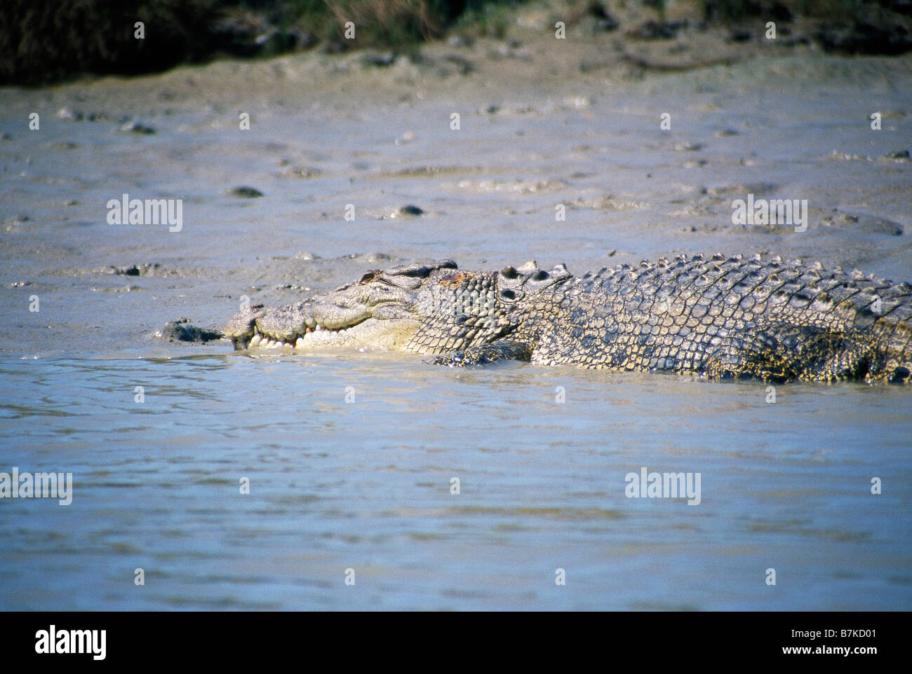 Mary River Mud water Head and body of animal lying still Scales ...