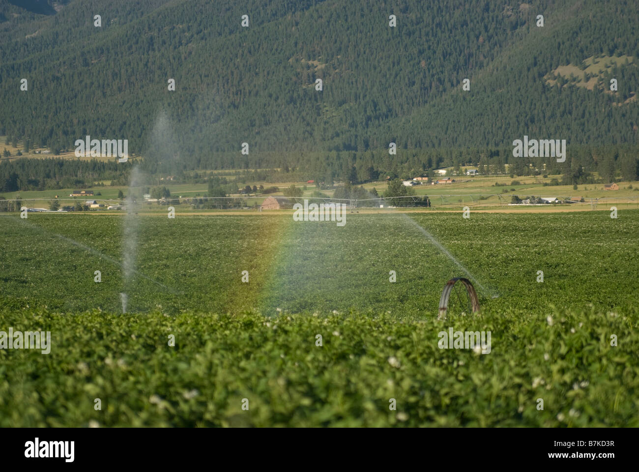 Sprinklers watering a field with crops Stock Photo - Alamy