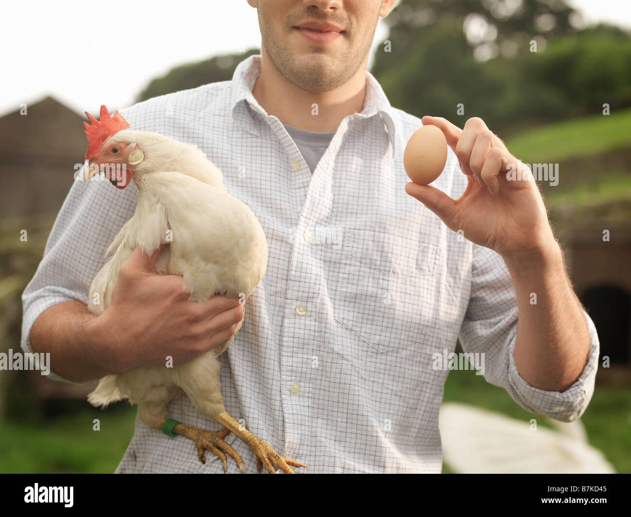 Egg laying chicken hen hi-res stock photography and images - Alamy
