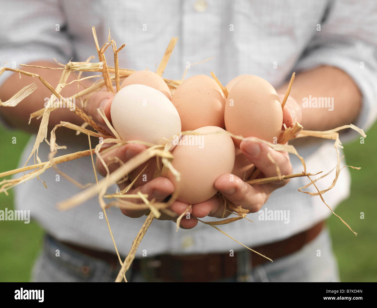 Hand collecting eggs hi-res stock photography and images - Alamy