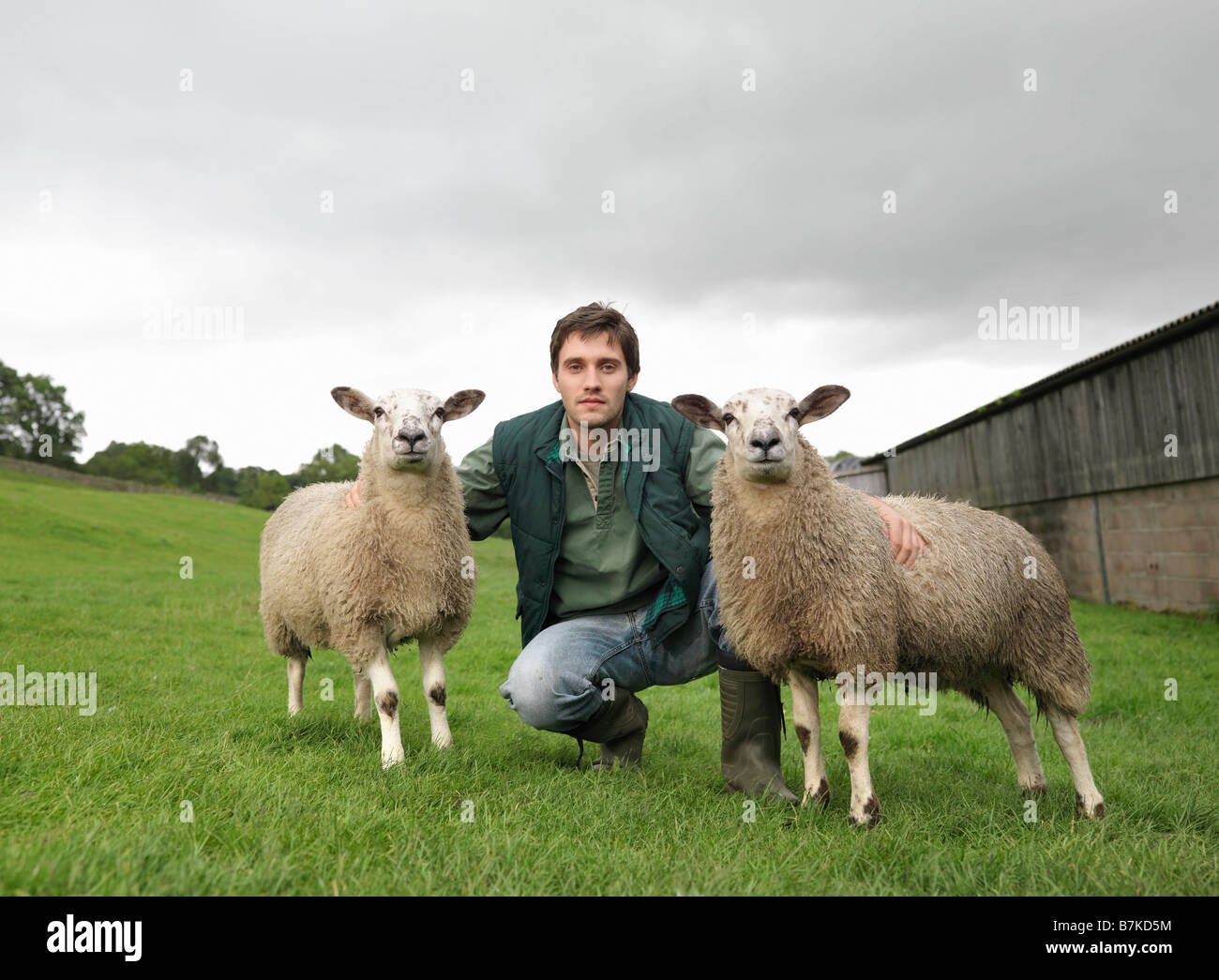 Free range sheep hi-res stock photography and images - Alamy