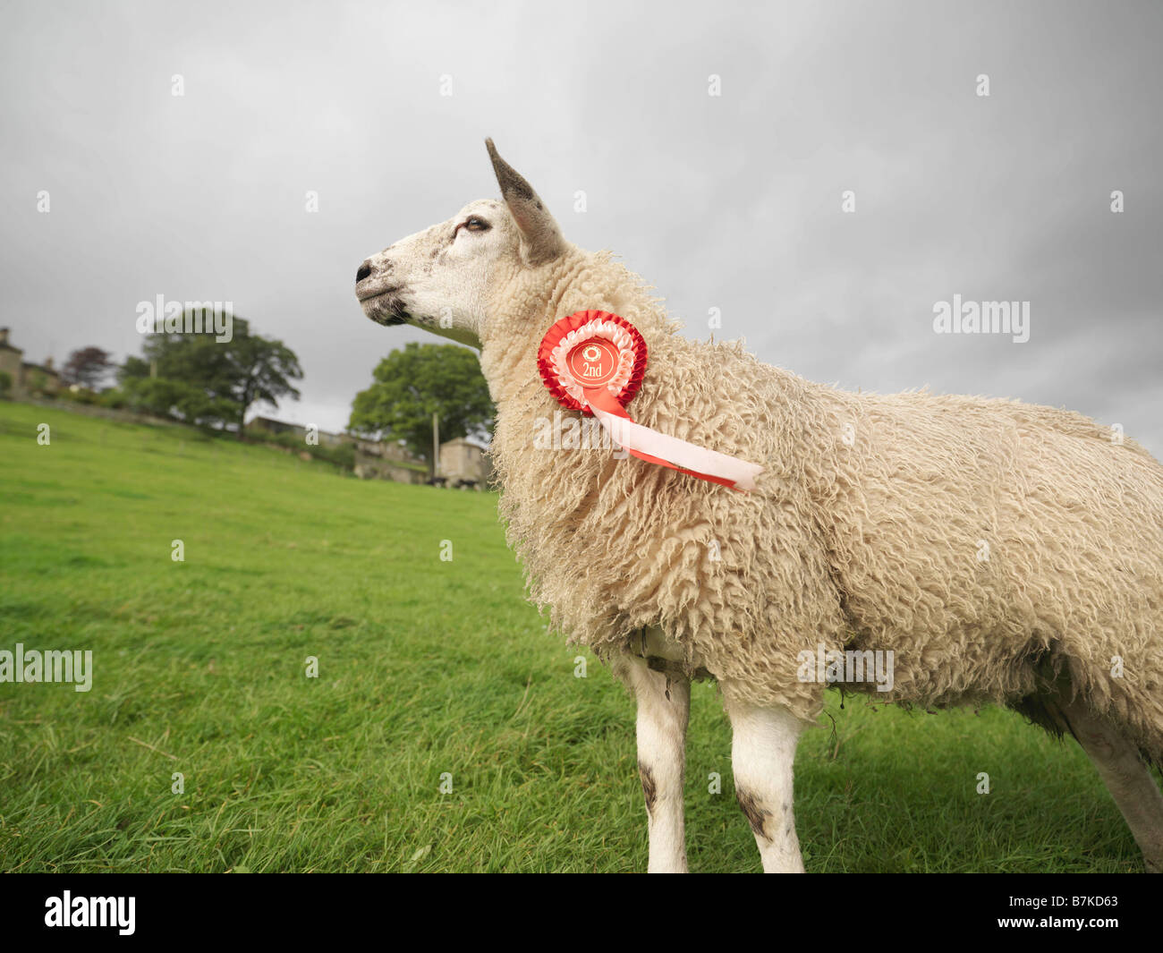 Free range sheep hi-res stock photography and images - Alamy
