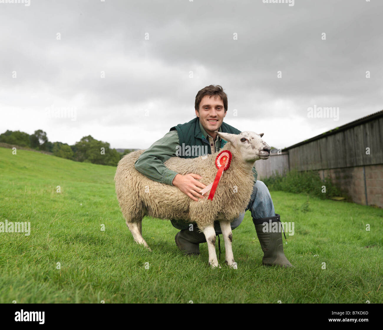 Prize winning sheep rosette hi-res stock photography and images - Alamy