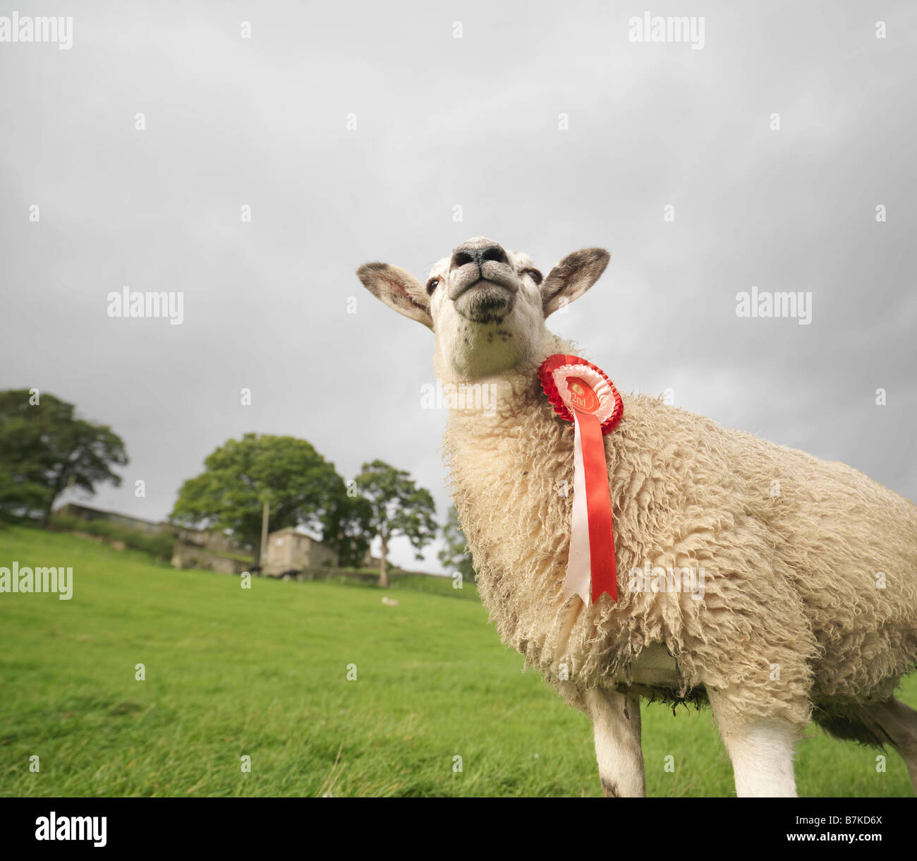 Photography of sheep hi-res stock photography and images - Alamy