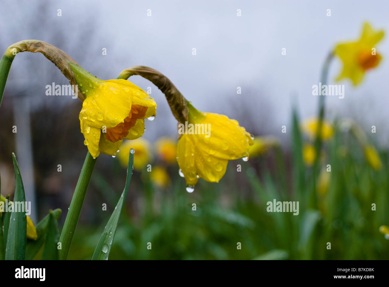 Daffodils with rain drops after a spring shower Stock Photo - Alamy